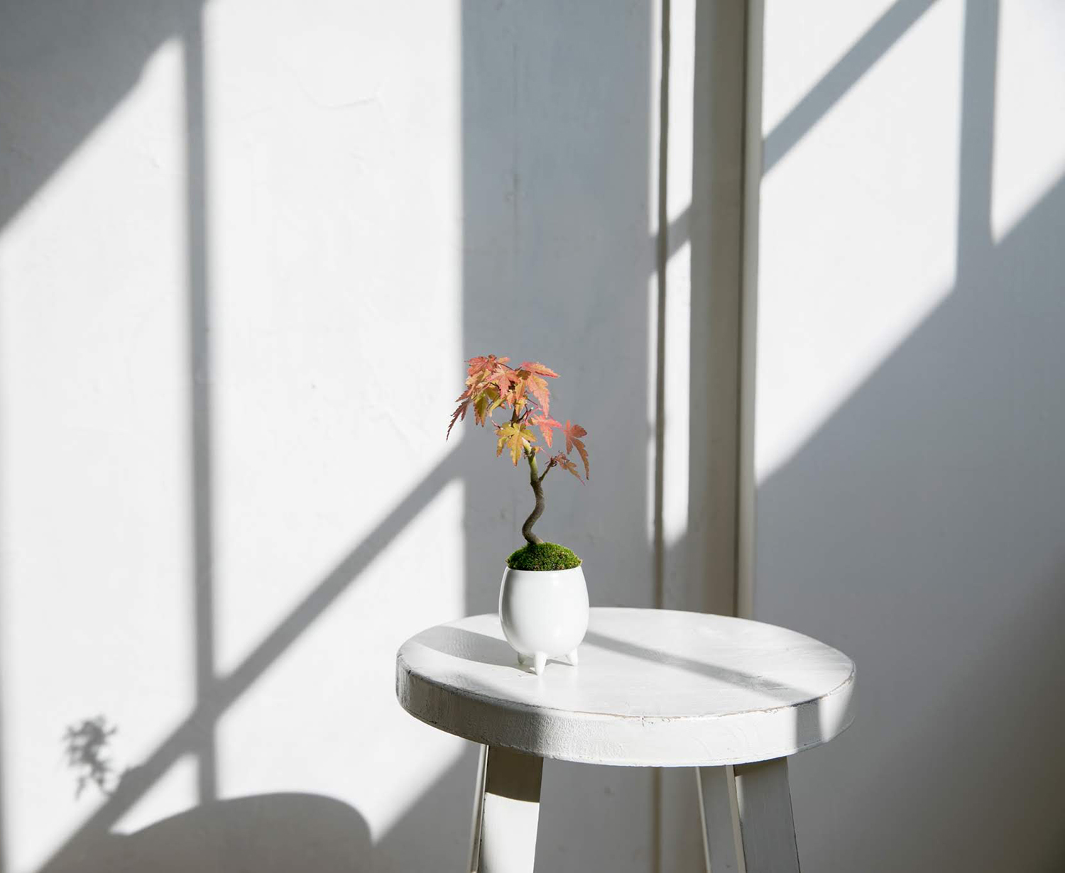 MICRO BONSAI（マイクロ盆栽） – 中島大輔｜植物アーティスト Daisuke Nakajima